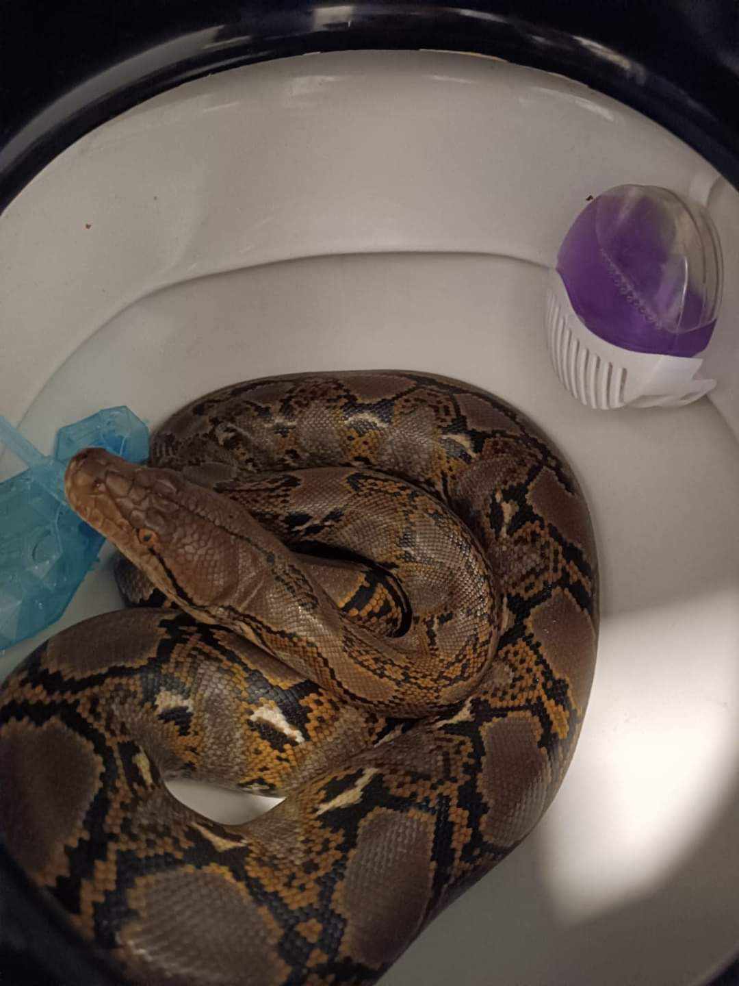 Pyton siatkowy odwiedził mieszkankę Chorzowa